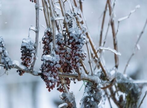 Expert Insights and Tips on Ice Wine Revealed