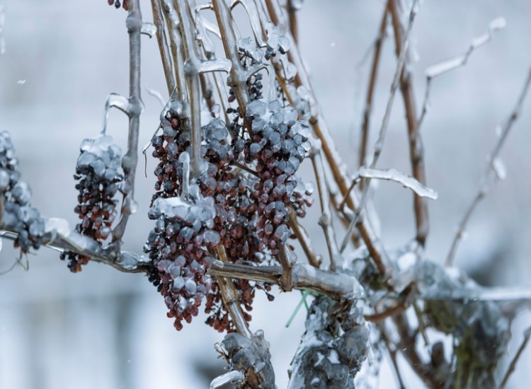 Expert Insights and Tips on Ice Wine Revealed
